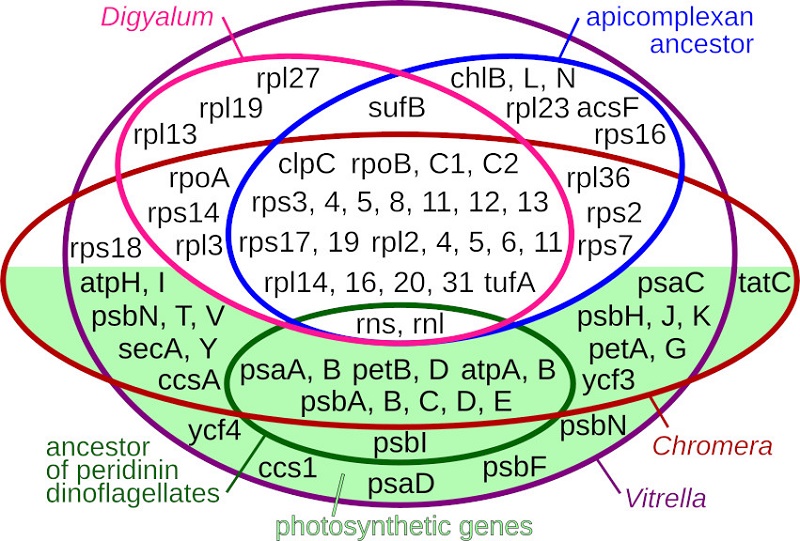 Algal Evolution And Ecology Algatech